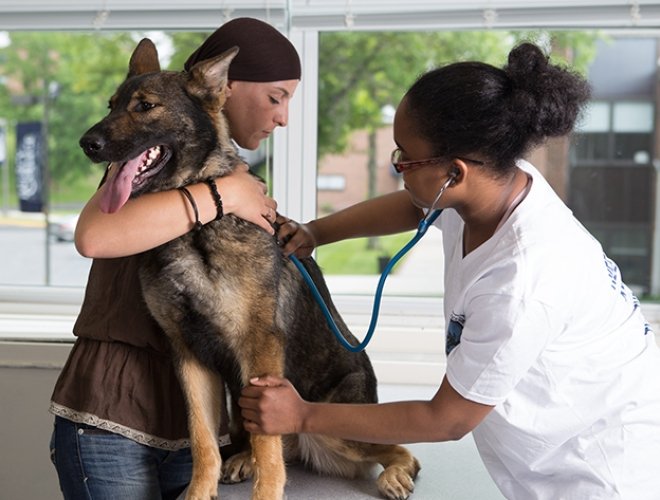 Veterinary Technology | Mercy University
