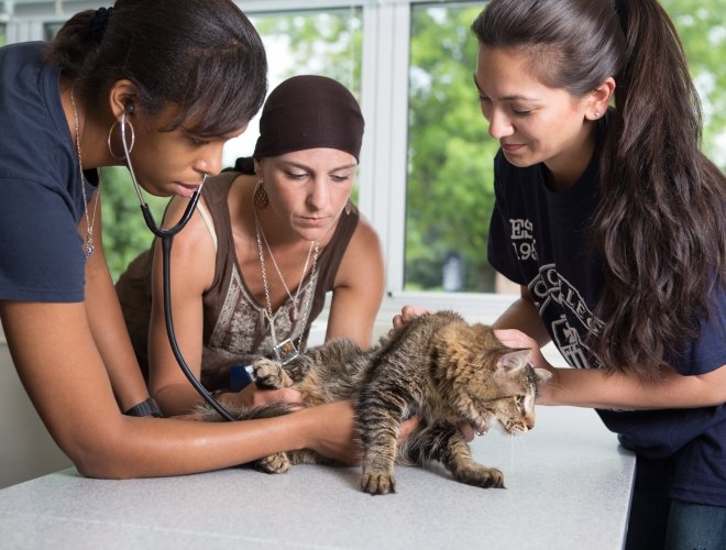 Veterinary Technology | Mercy University