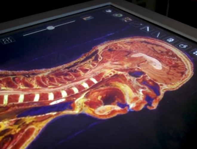 Health Science: Pre-Physician Assistant Studies | Mercy University