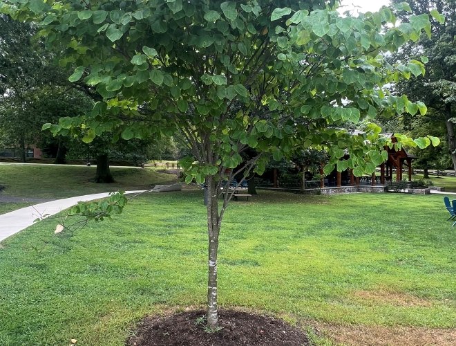 School of Business - Help Us Plant One Tree | Mercy University