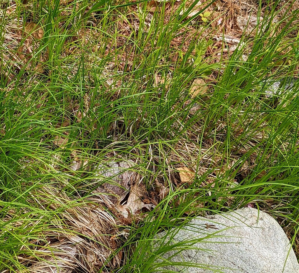 Pennsylvania Sedge | Mercy University